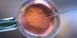 Artificial Intelligence Approach Optimizes Embryo Selection for IVF ...