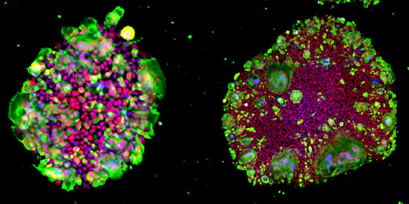 Exciting Advances in Mammalian Cell & Tissue Cryopreservation | Today's ...