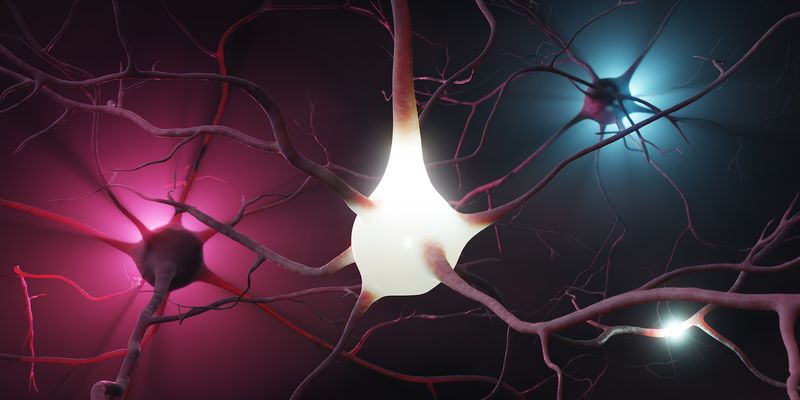 A Synapse Is Born: Human Brain Organoids Integrate with Mouse Cortex ...